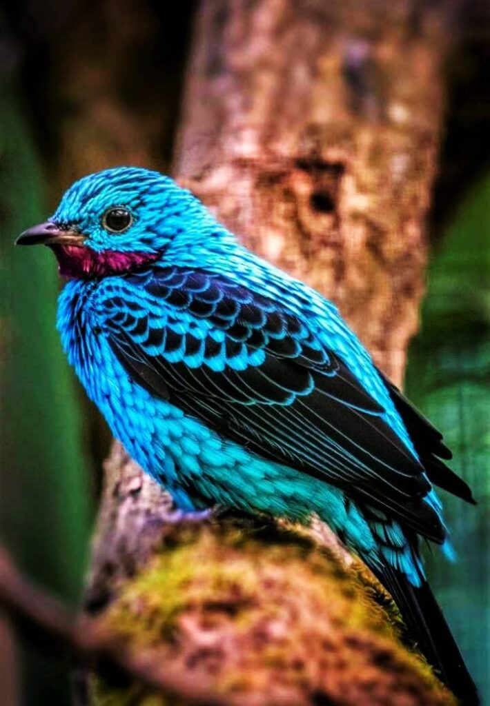 Best 20+ Birds Images, Photos, Pictures, Pics, And Wallpaper » Mixing ...