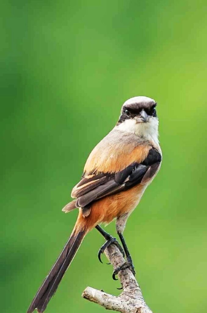 Best 20+ Birds Images, Photos, Pictures, Pics, And Wallpaper » Mixing ...