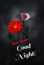 Best 30+ Good Night Photos » Mixing Images